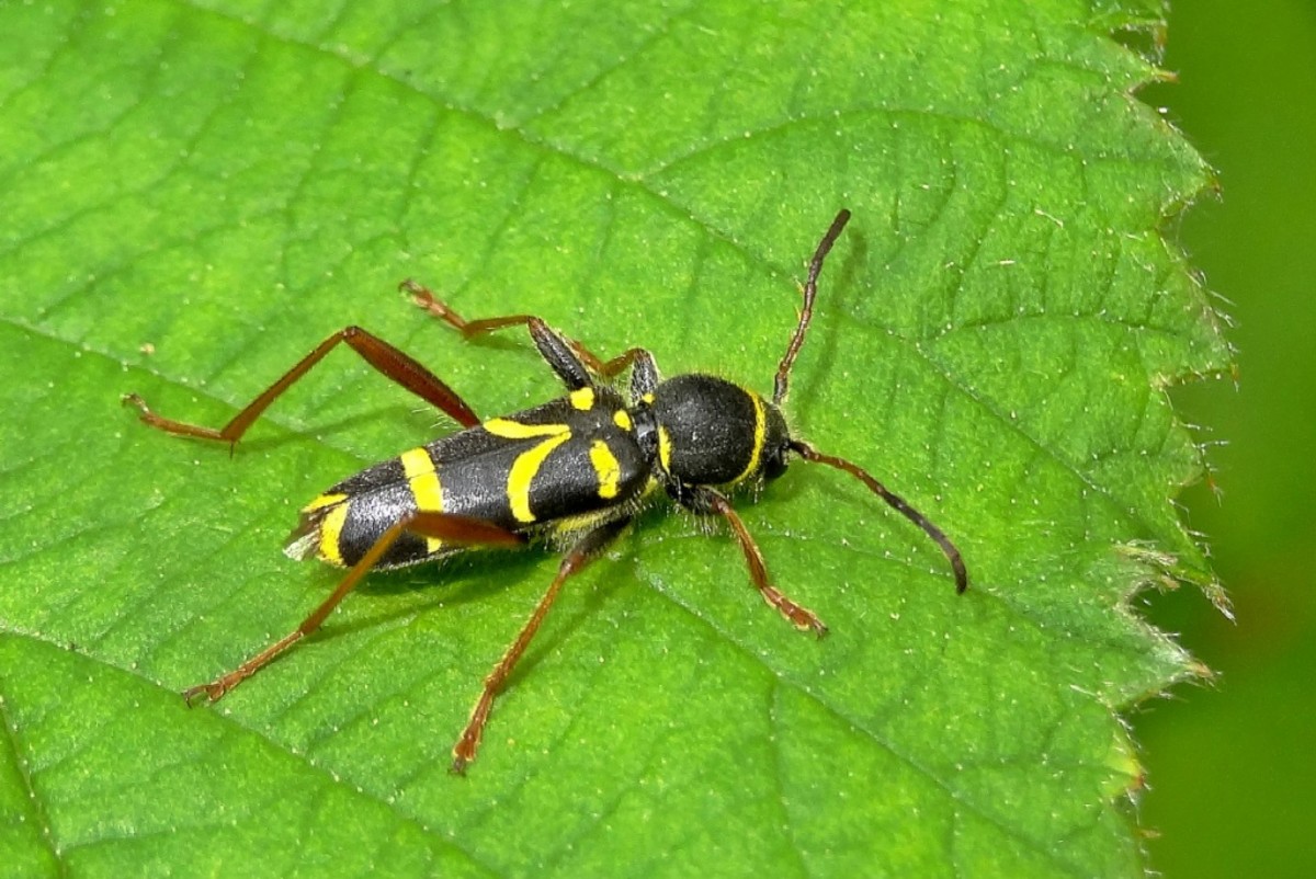 Many Insects Use Different Methods to Disguise Themselves From ...