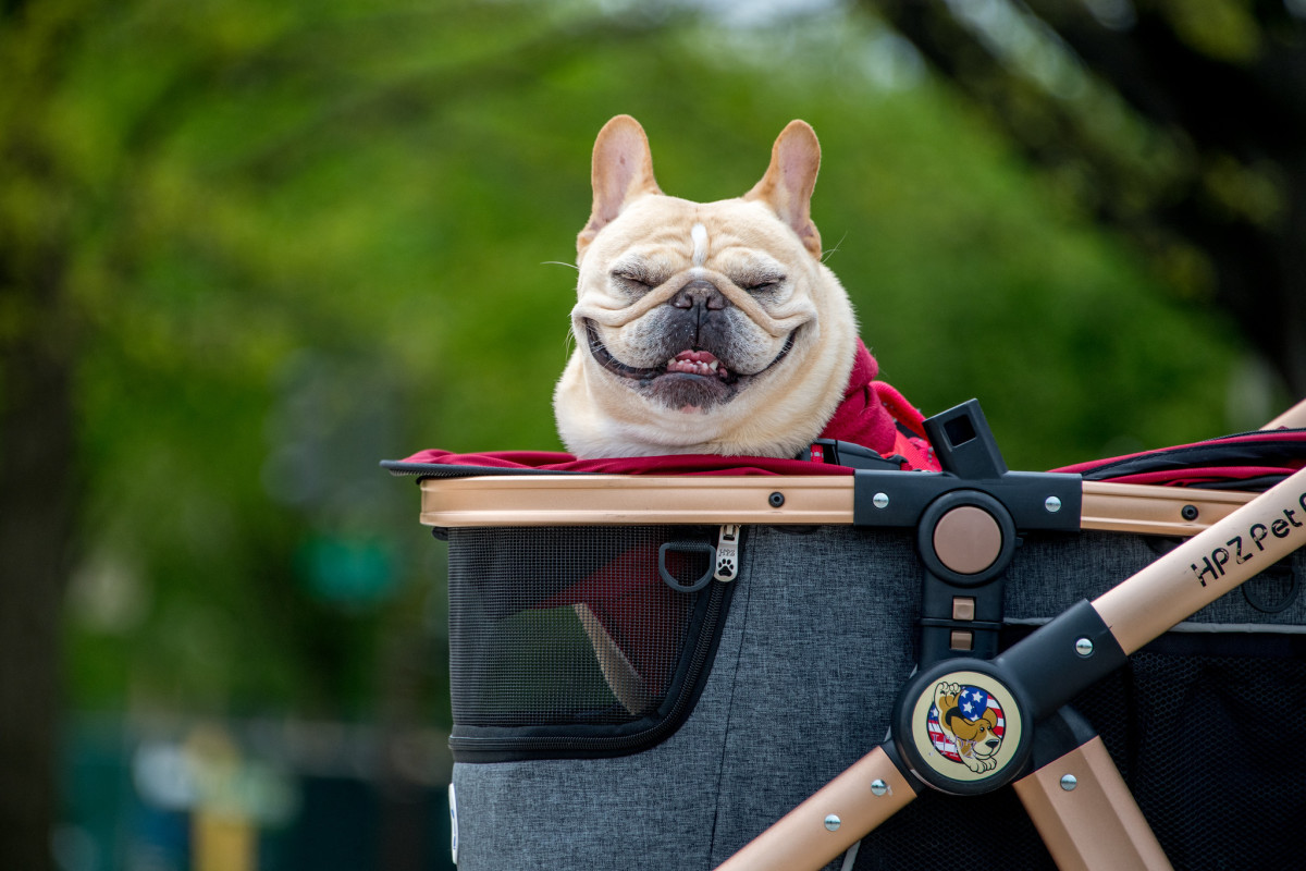 Dog Strollers: 5 Awesome Ways They Improve Your Dogs Life - HubPages