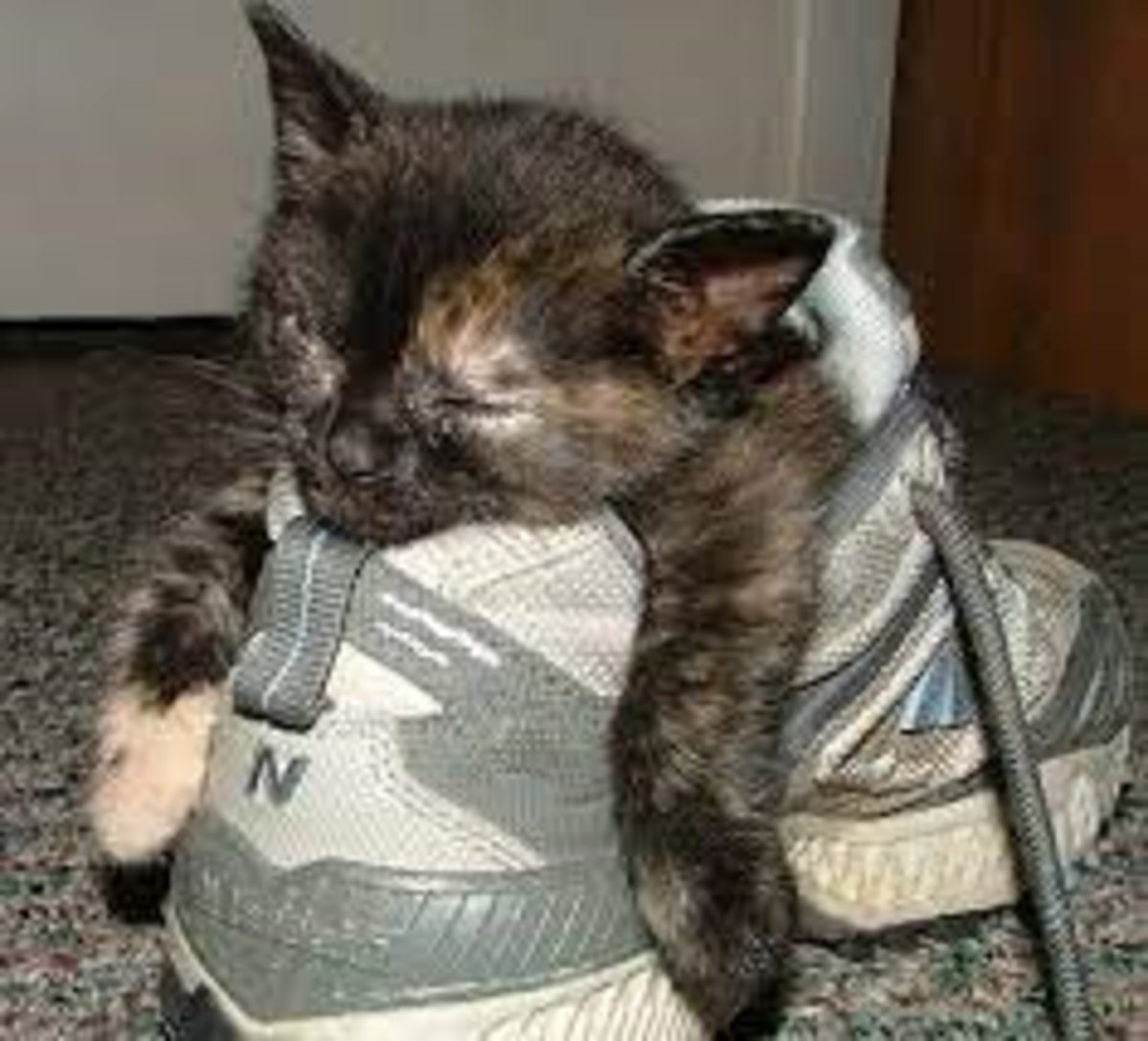 100+ Cats Who Have Mastered The Art Of Sleeping - HubPages