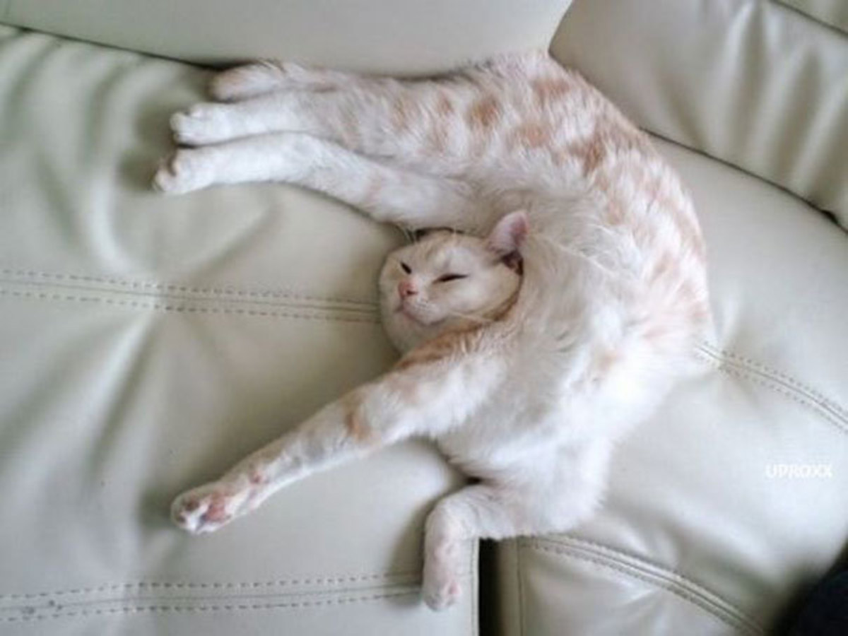 100+ Cats Who Have Mastered The Art Of Sleeping - HubPages