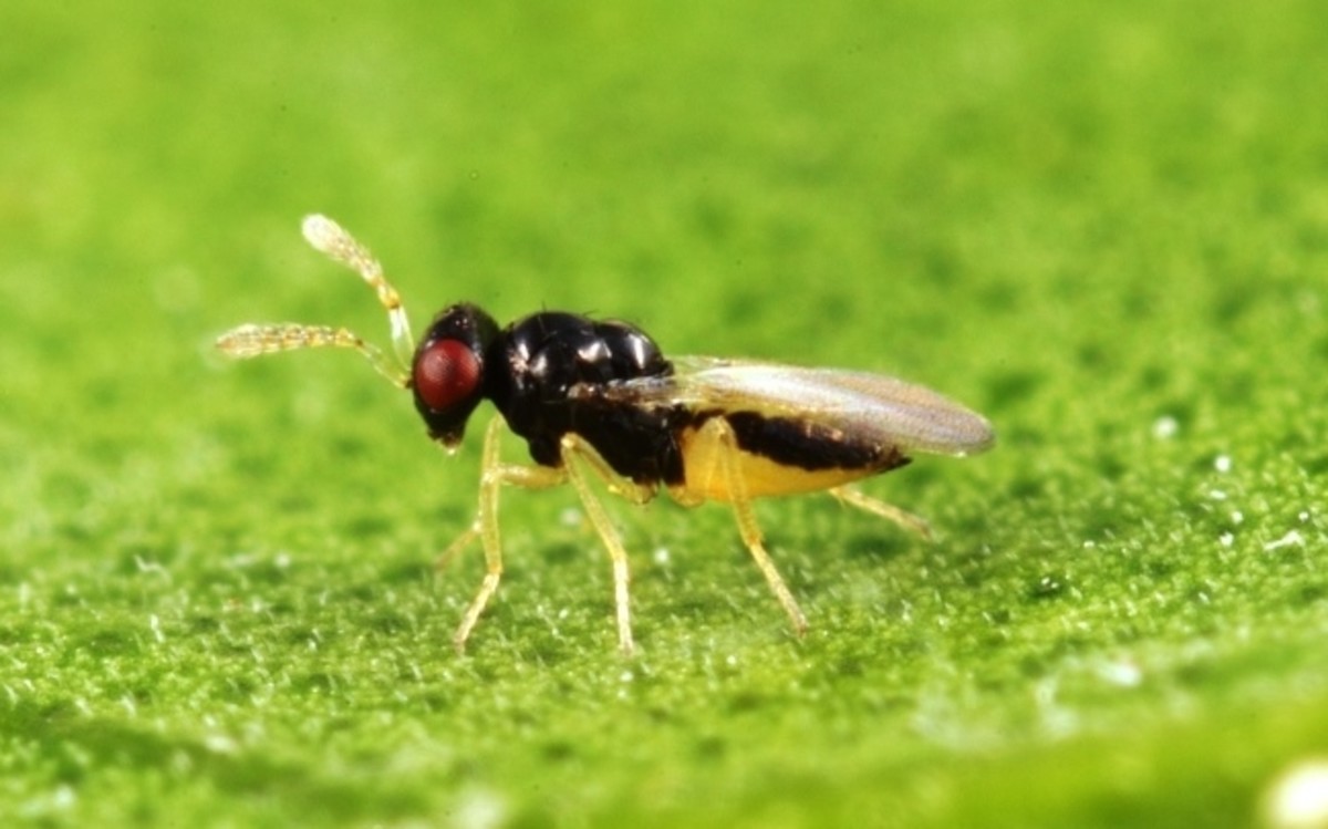 Parasites, Important to the Ecosystems, Are Slowly Disappearing - HubPages
