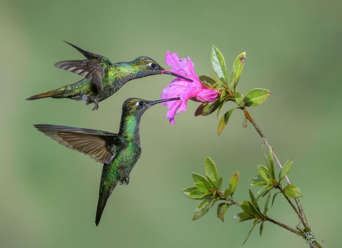 Do Hummingbirds Like Begonias? - HubPages