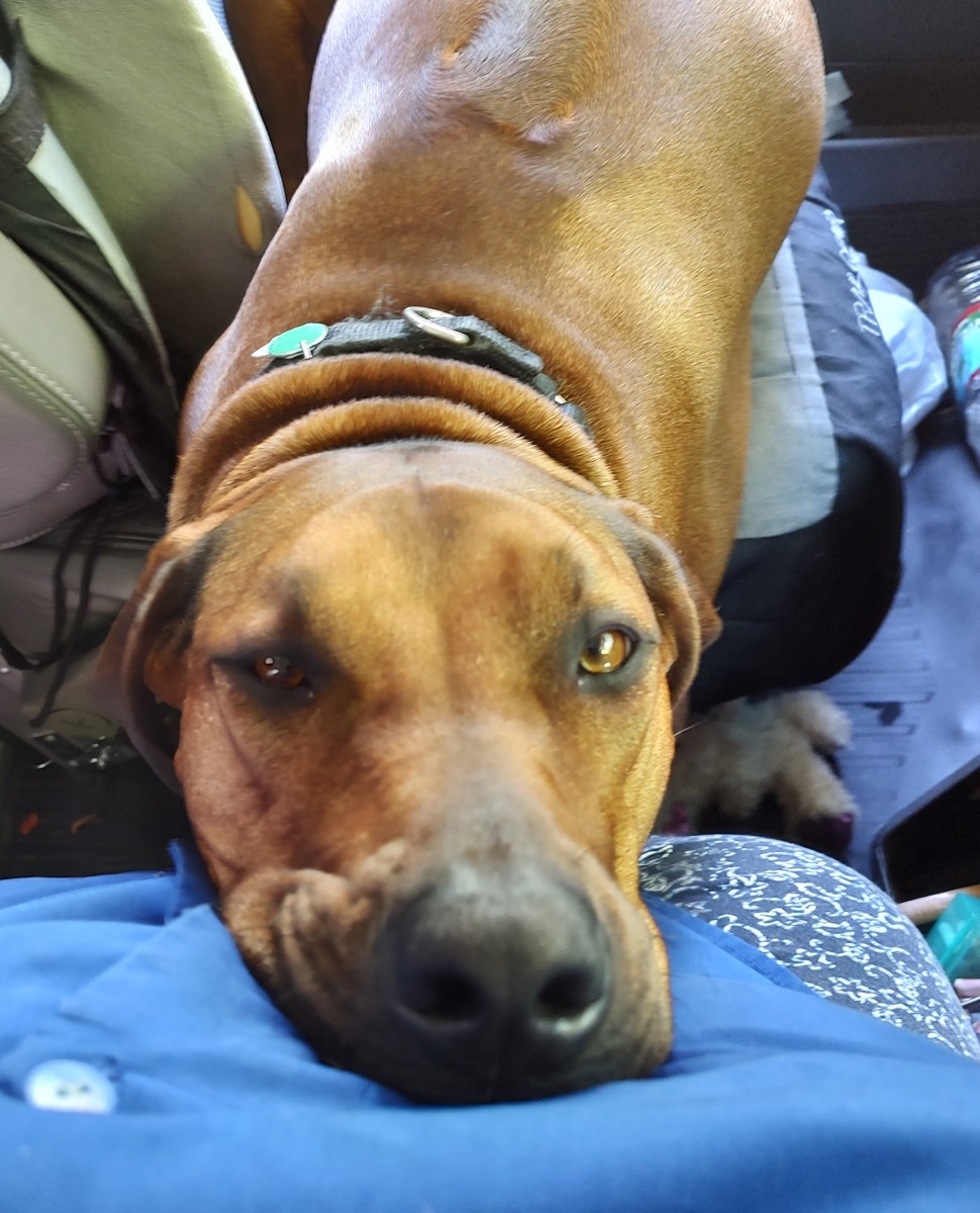 Why Choose a Rhodesian Ridgeback - HubPages