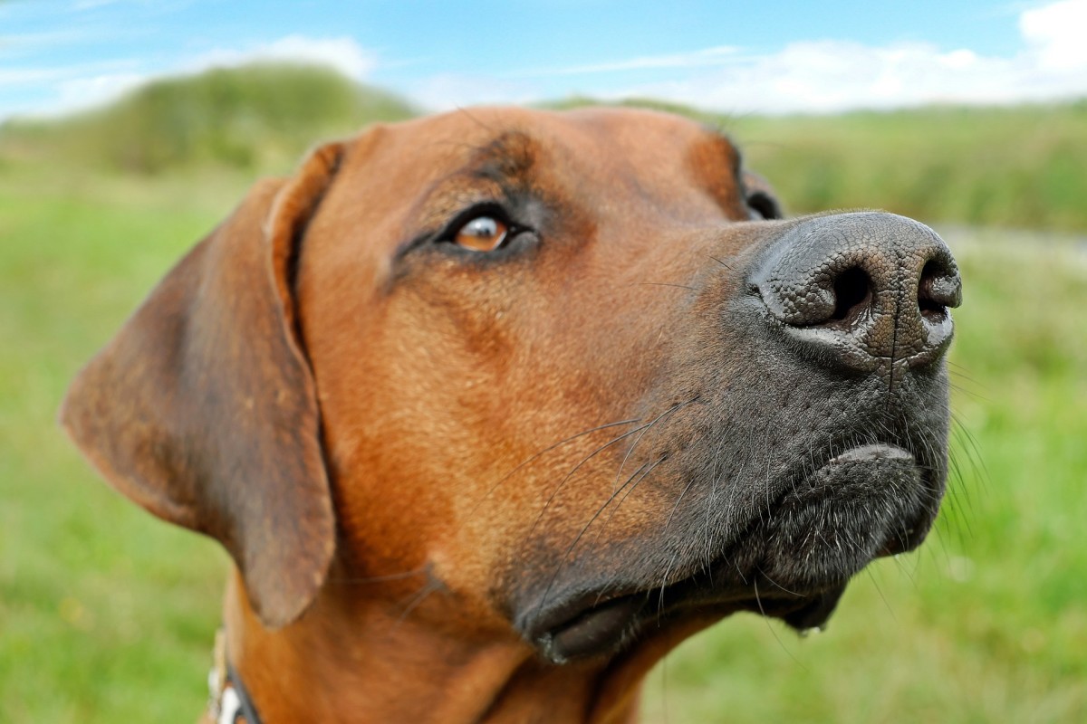 Why Choose a Rhodesian Ridgeback - HubPages