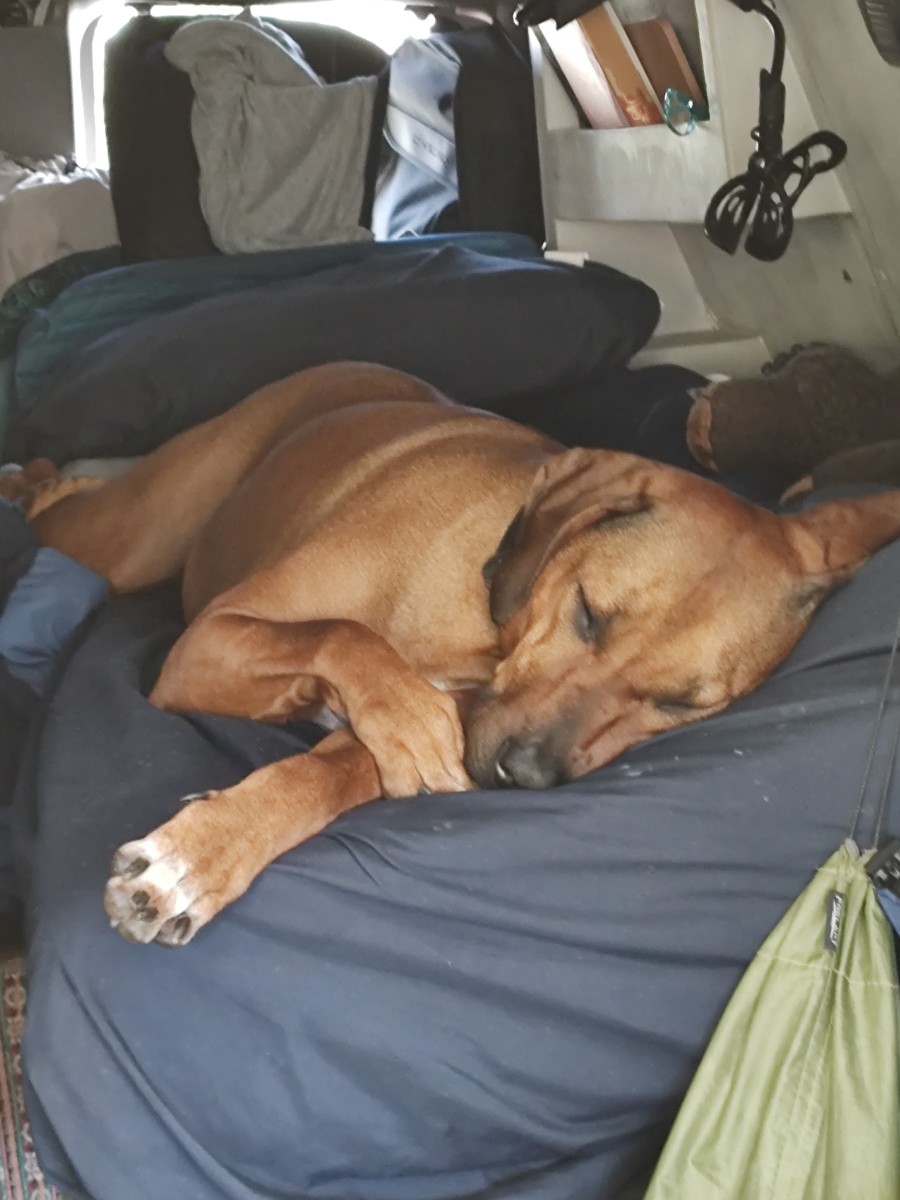 Why Choose a Rhodesian Ridgeback - HubPages