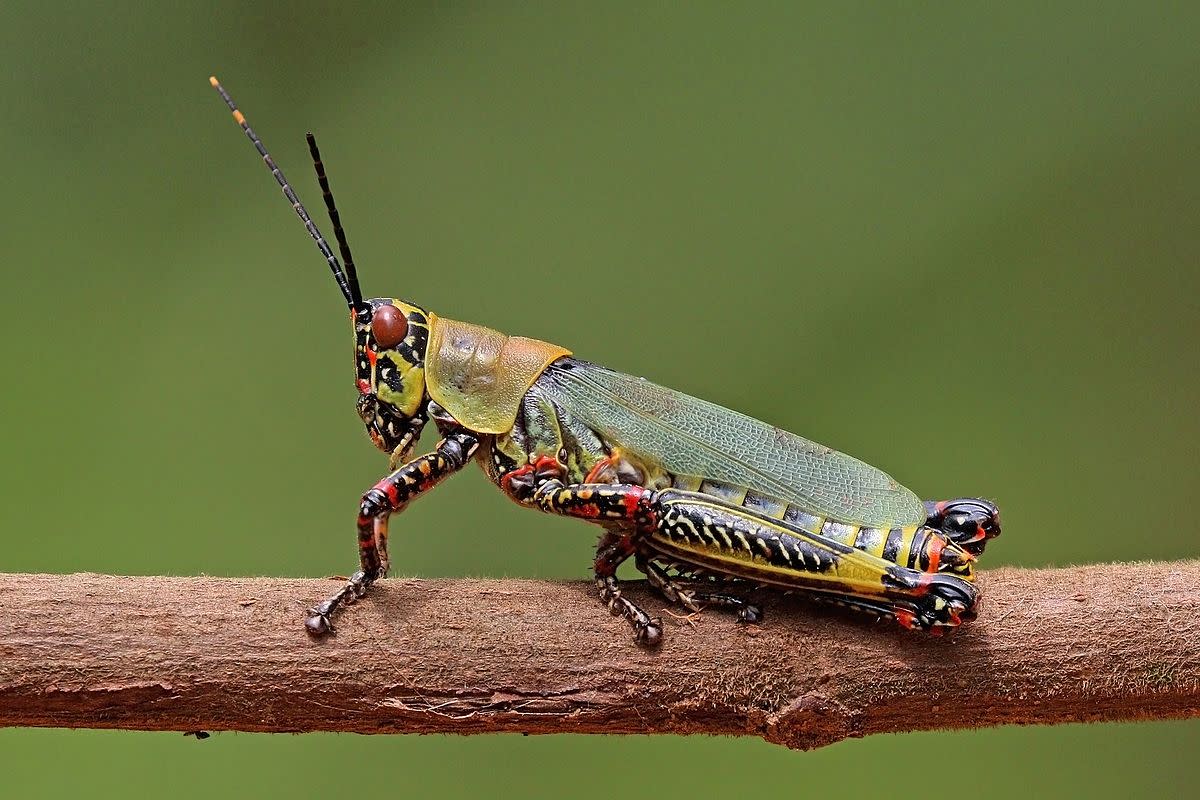 The 10 Incredibly Beautiful Insects and Bugs - Owlcation