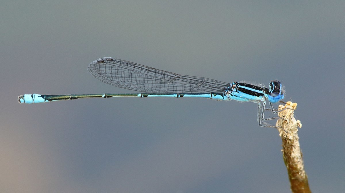 The 10 Incredibly Beautiful Insects and Bugs - Owlcation