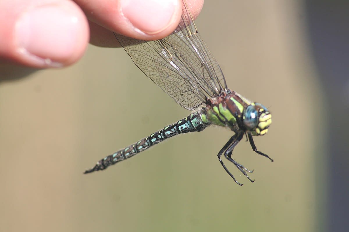 The 10 Incredibly Beautiful Insects and Bugs - Owlcation