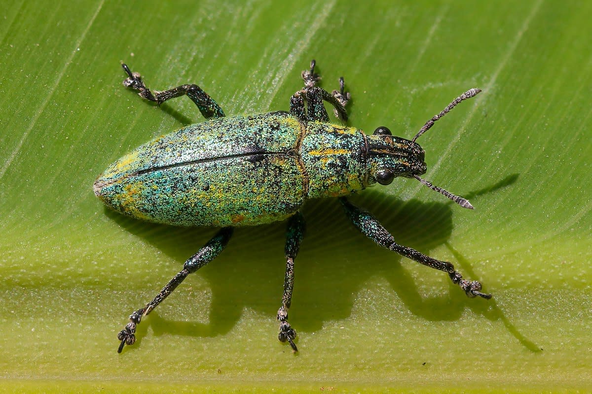 The 10 Incredibly Beautiful Insects and Bugs - Owlcation