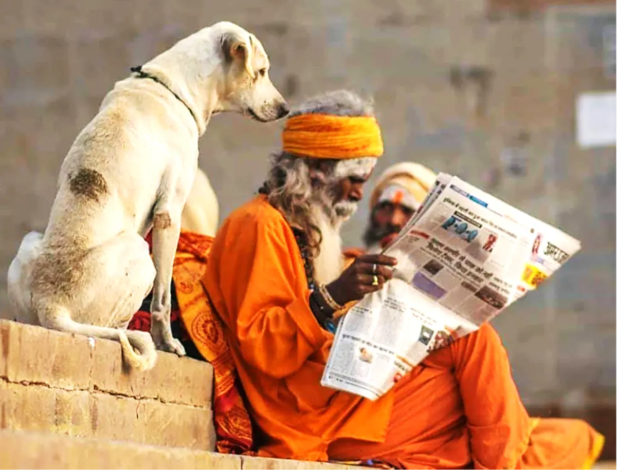 Desi Kutta or Indian Pariah Dog: Breed Information, Pictures and ...