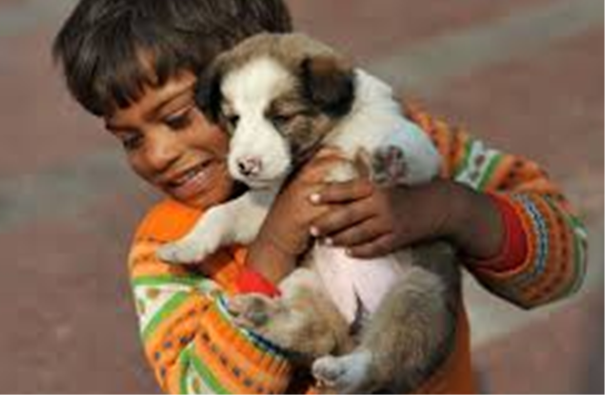 Indian Desi or Indian Pariah Dog : Breed Information, Facts and ...