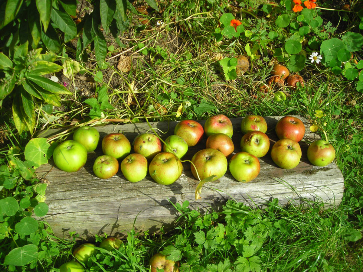 Trees in English Expressions and Sayings - HubPages