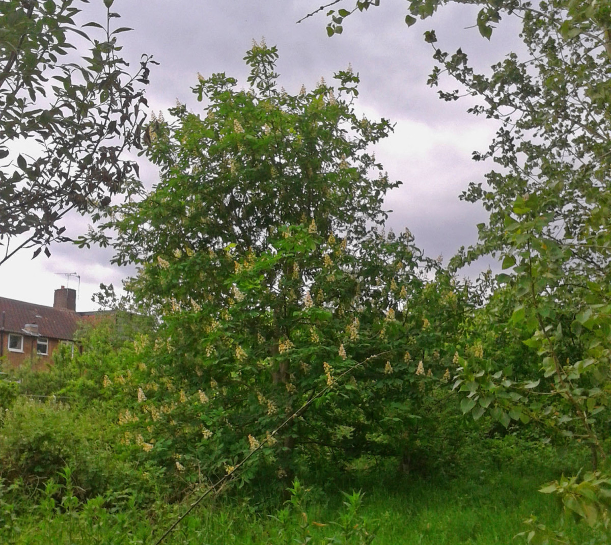 Trees in English Expressions and Sayings - HubPages