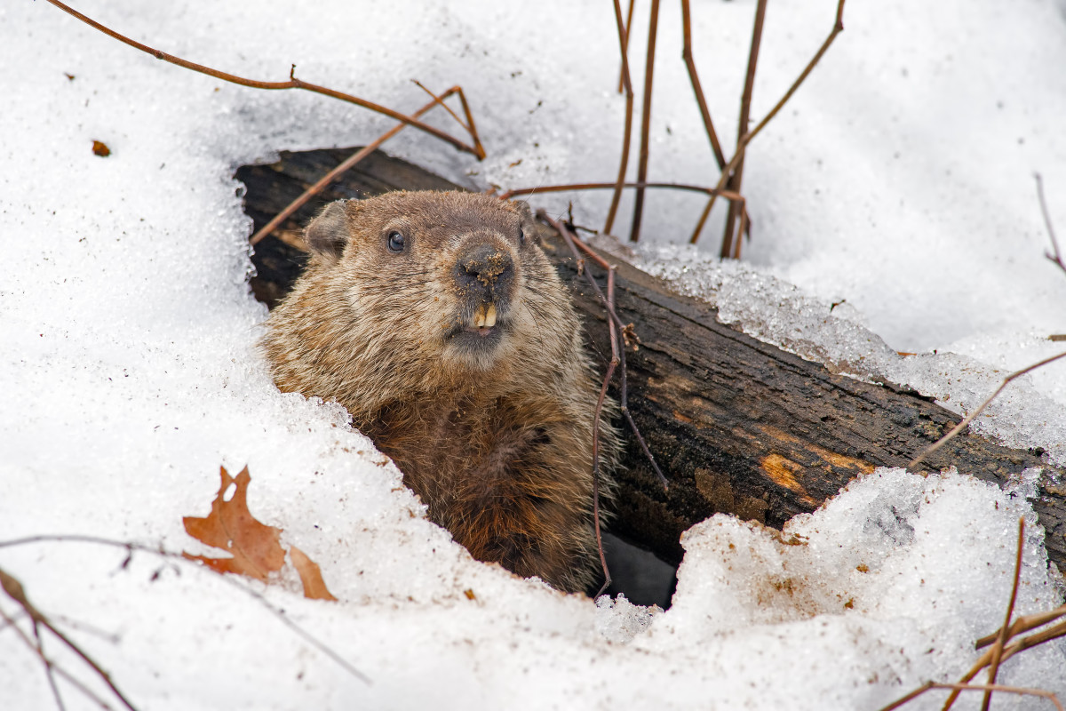 The Groundhog Has Seen His Shadow. What that Means - HubPages