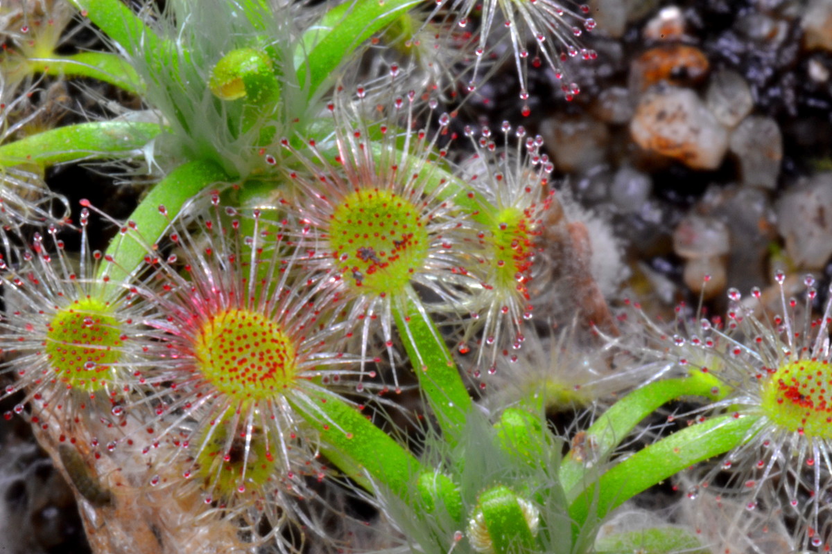 How to Grow Sundew Plants: A Beginner's Guide - HubPages