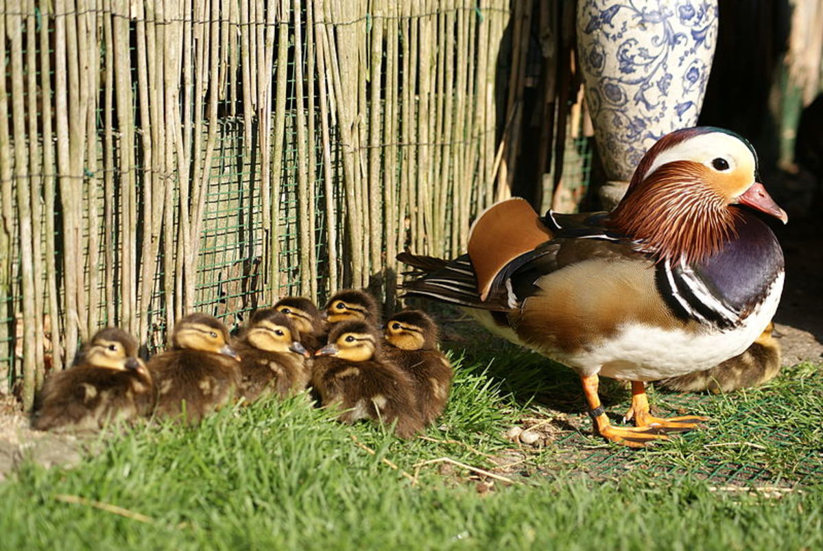 The Mandarin Ducks of the East - HubPages