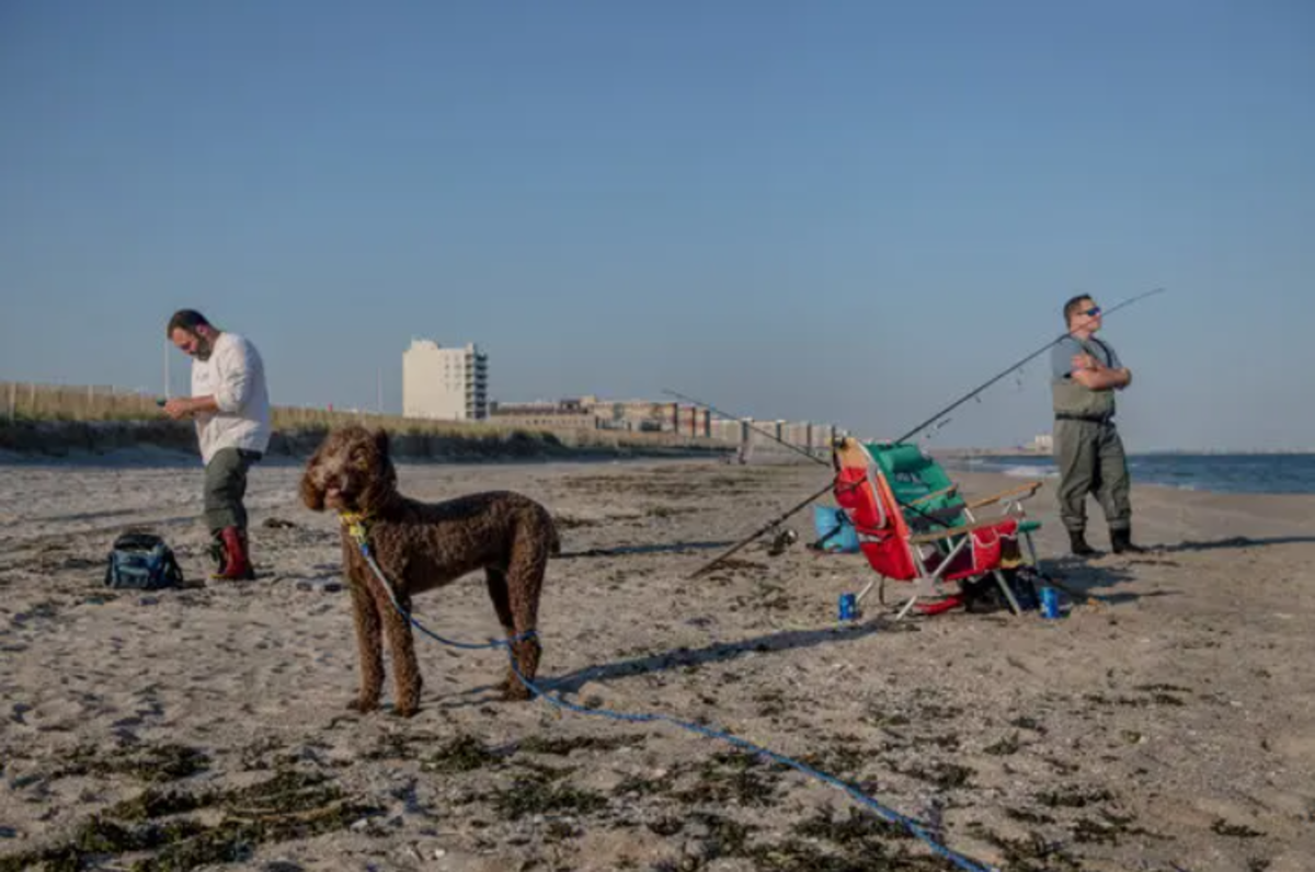 The 10 Best Beaches for Small Dogs in the US - HubPages