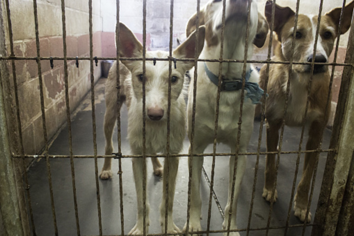 Top 10 Pet Dogs in the World - HubPages