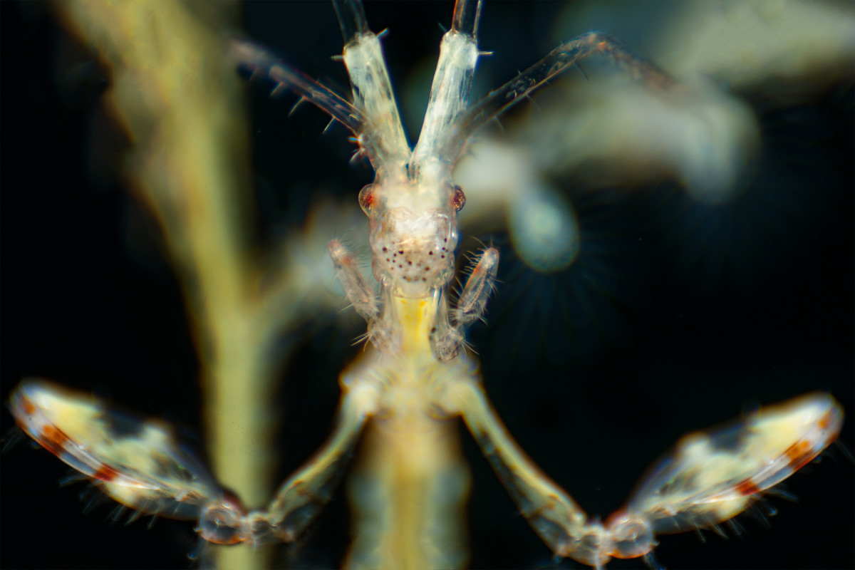 Fisherman Makes Strange Catch of “Alien” Stick Creature - HubPages