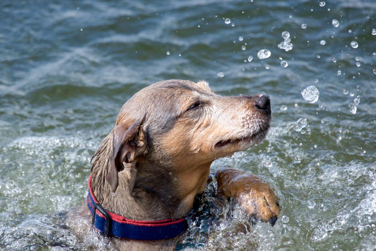 5 Fun Activities to Do With Your Pet: Ideas for Bonding With Your Furry ...