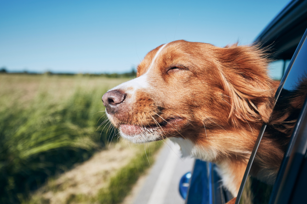 How To Help Your Fearful Dog at the Vet - HubPages