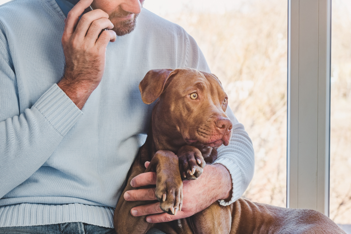 How To Help Your Fearful Dog at the Vet - HubPages