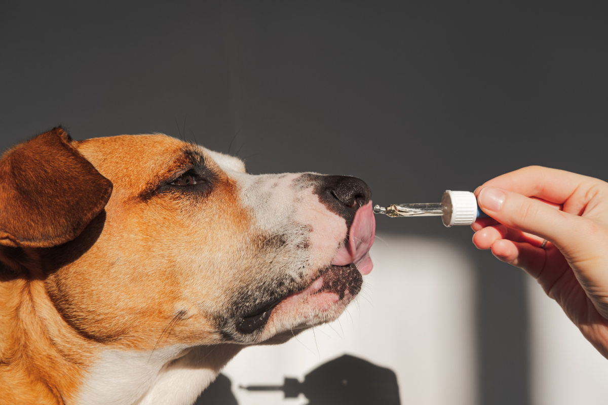 How To Help Your Fearful Dog at the Vet - HubPages
