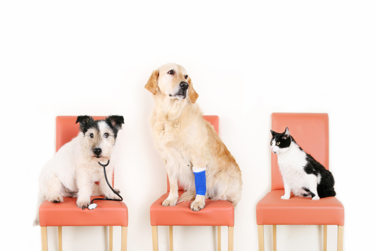 How To Help Your Fearful Dog at the Vet - HubPages