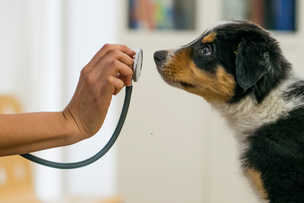 How To Help Your Fearful Dog at the Vet - HubPages