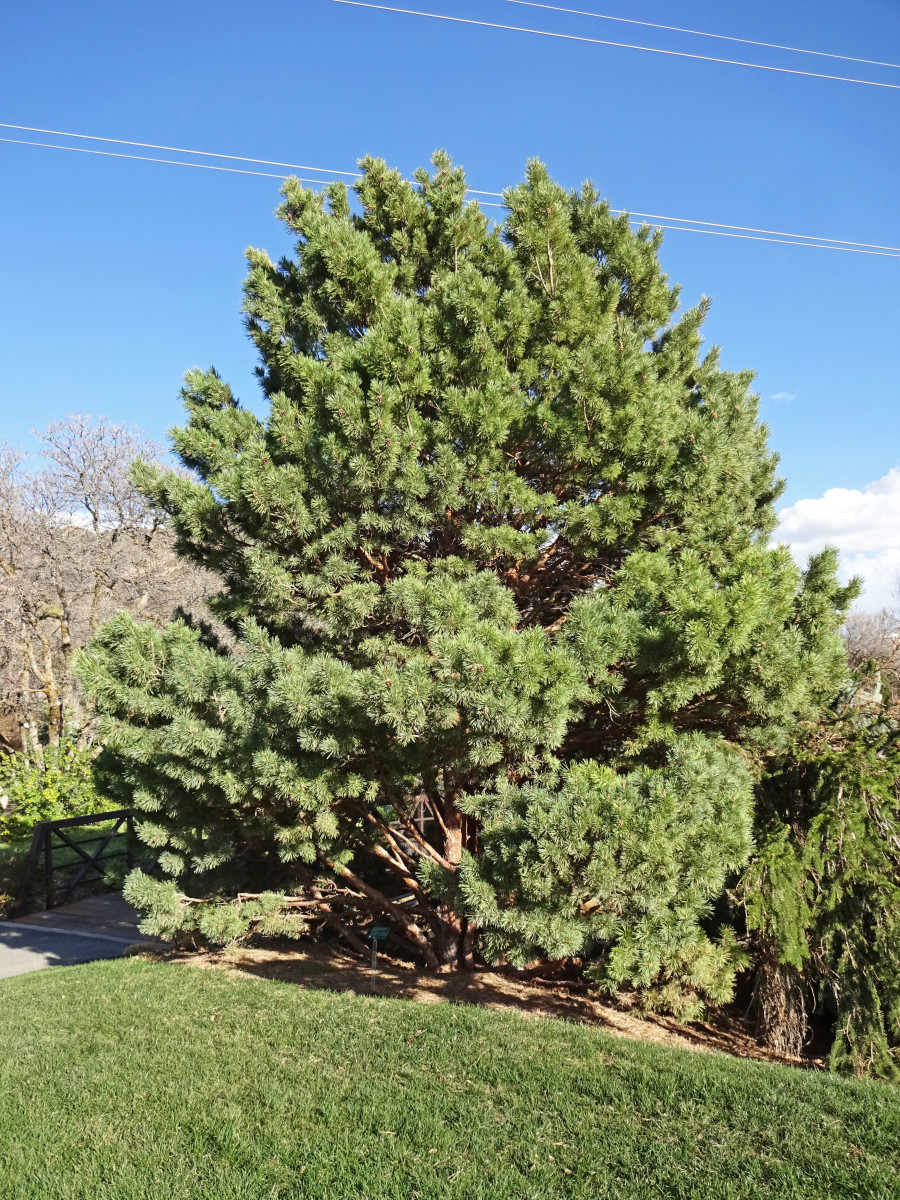 5 Most Common Pine Trees of Michigan - HubPages