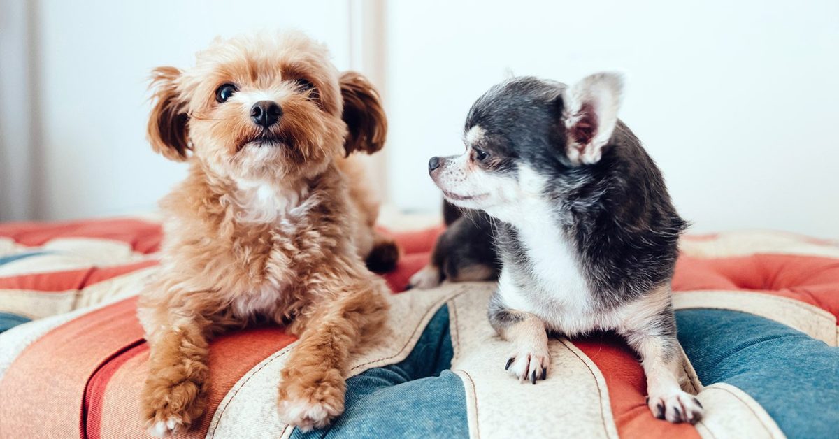 Why Is My Small Dog Shaking? - HubPages