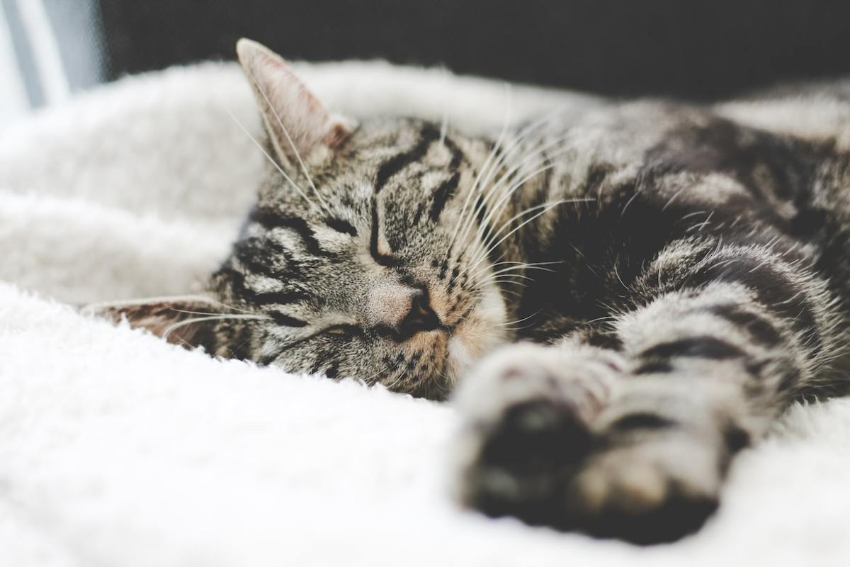 Caring for a Cat With Restrictive Cardiomyopathy (RCM) - HubPages