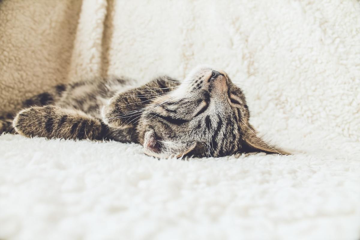 Caring for a Cat With Restrictive Cardiomyopathy (RCM) - HubPages