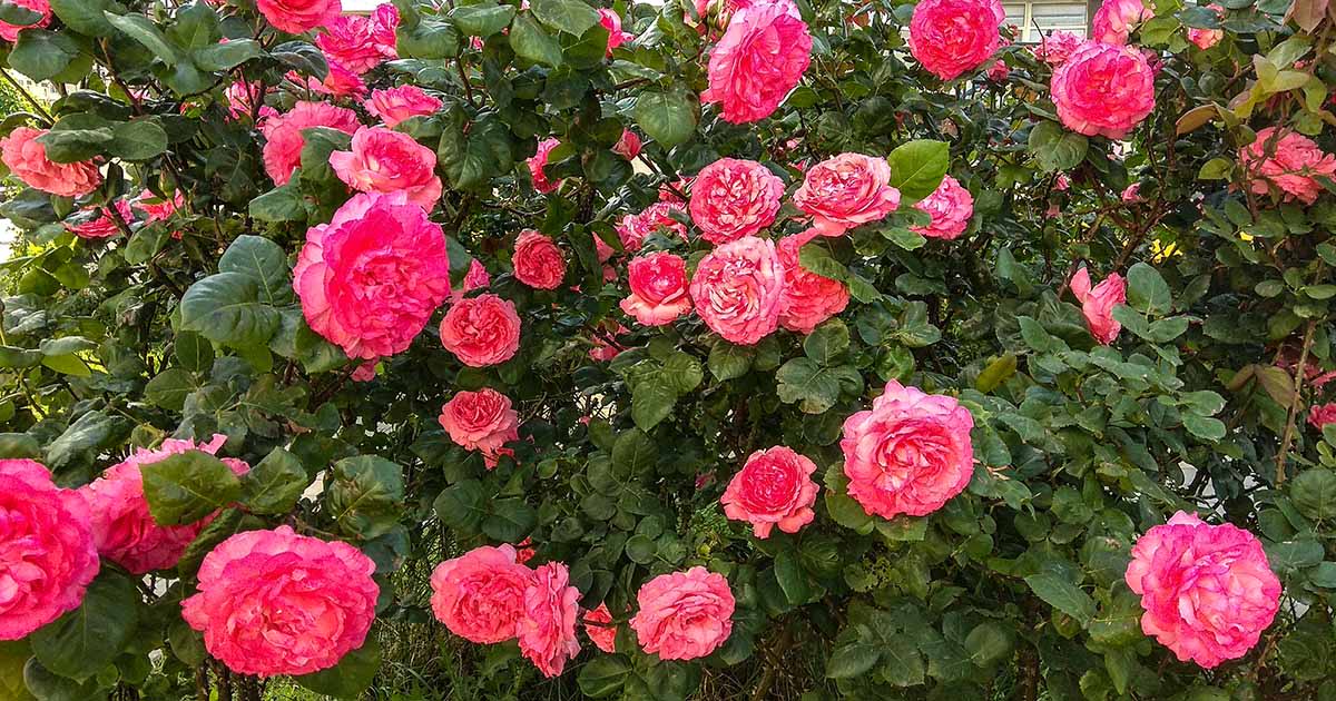 How to Properly Plant Bare-Root Flowers, Shrubs and Trees - HubPages