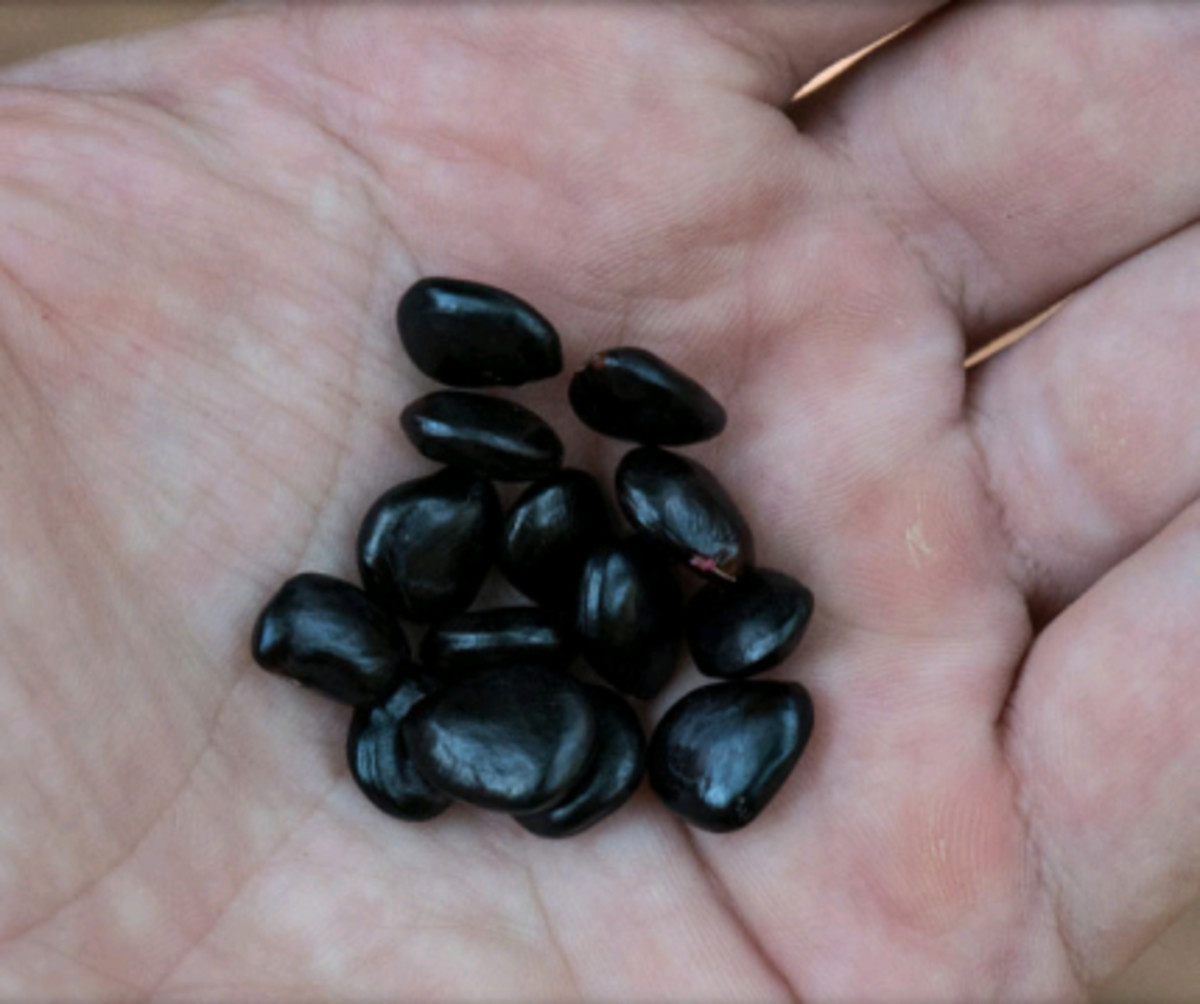 7 Incredible Health Benefits Of Mystery Fruit: Camachile (Manila ...