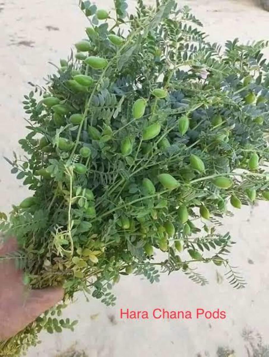 Hara Chana or Green Chick Peas: Health Benefits and Easy Recipes - HubPages