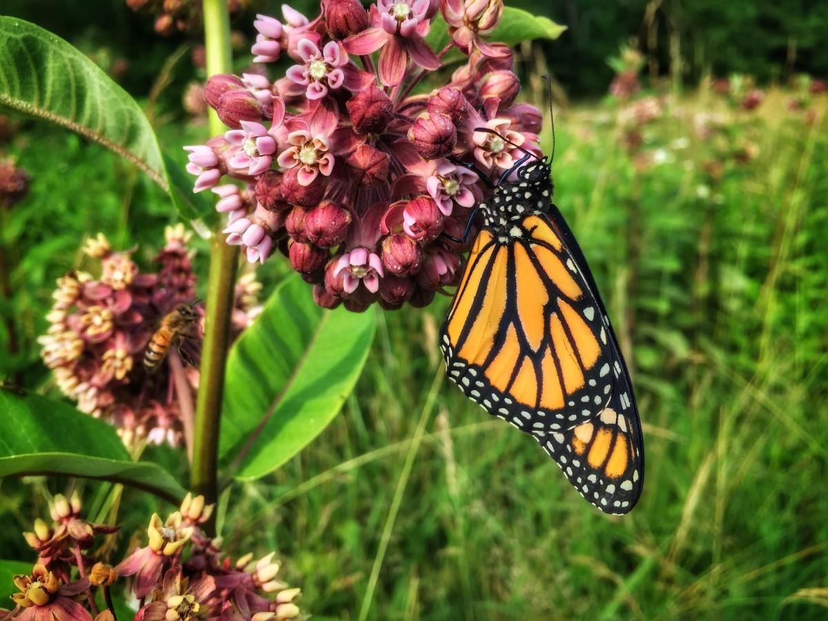 How to Help Save the Monarch Butterflies in Your Garden - HubPages