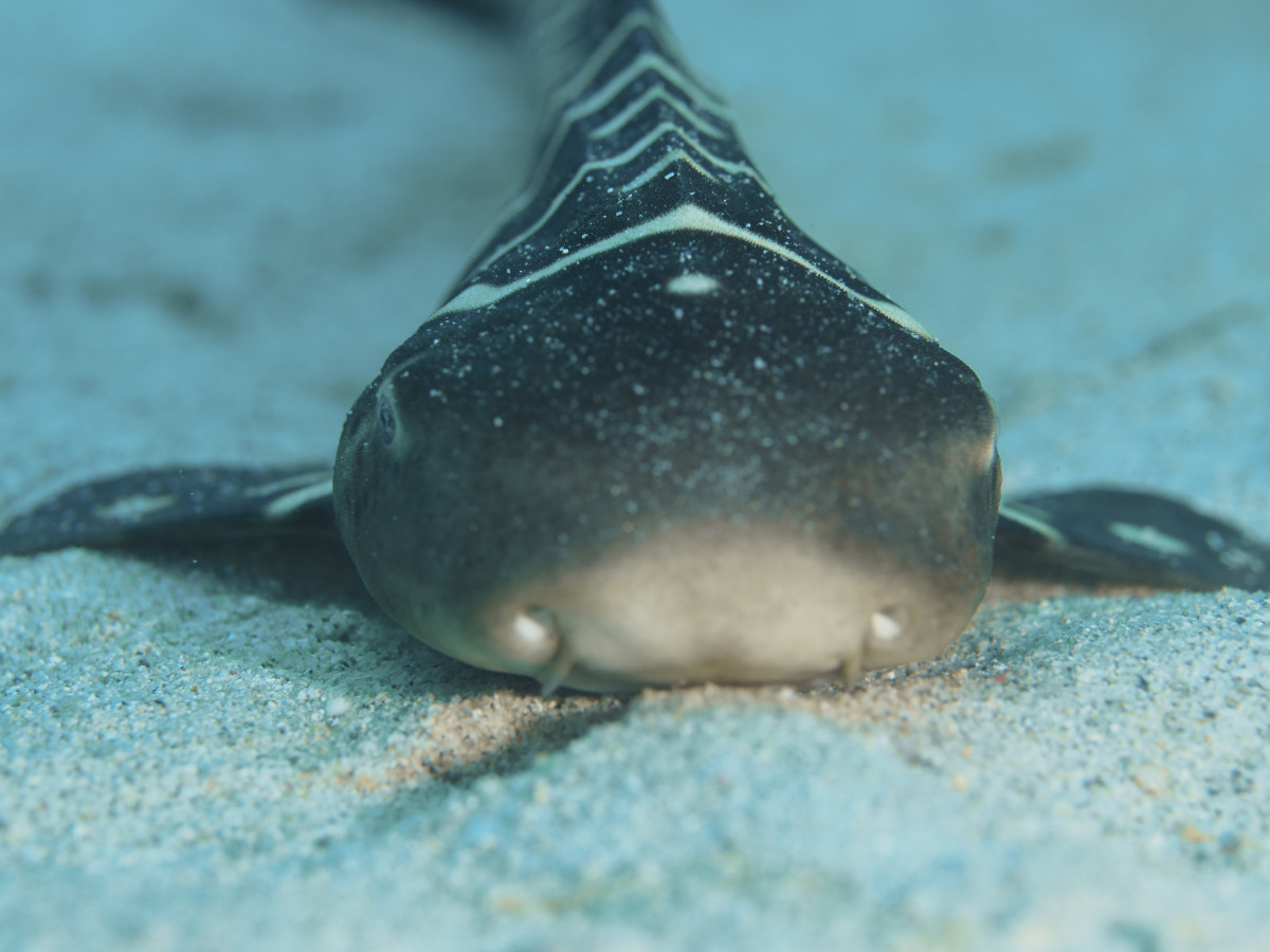 Shark Gives Virgin Birth in Chicago Through Parthenogenesis - HubPages