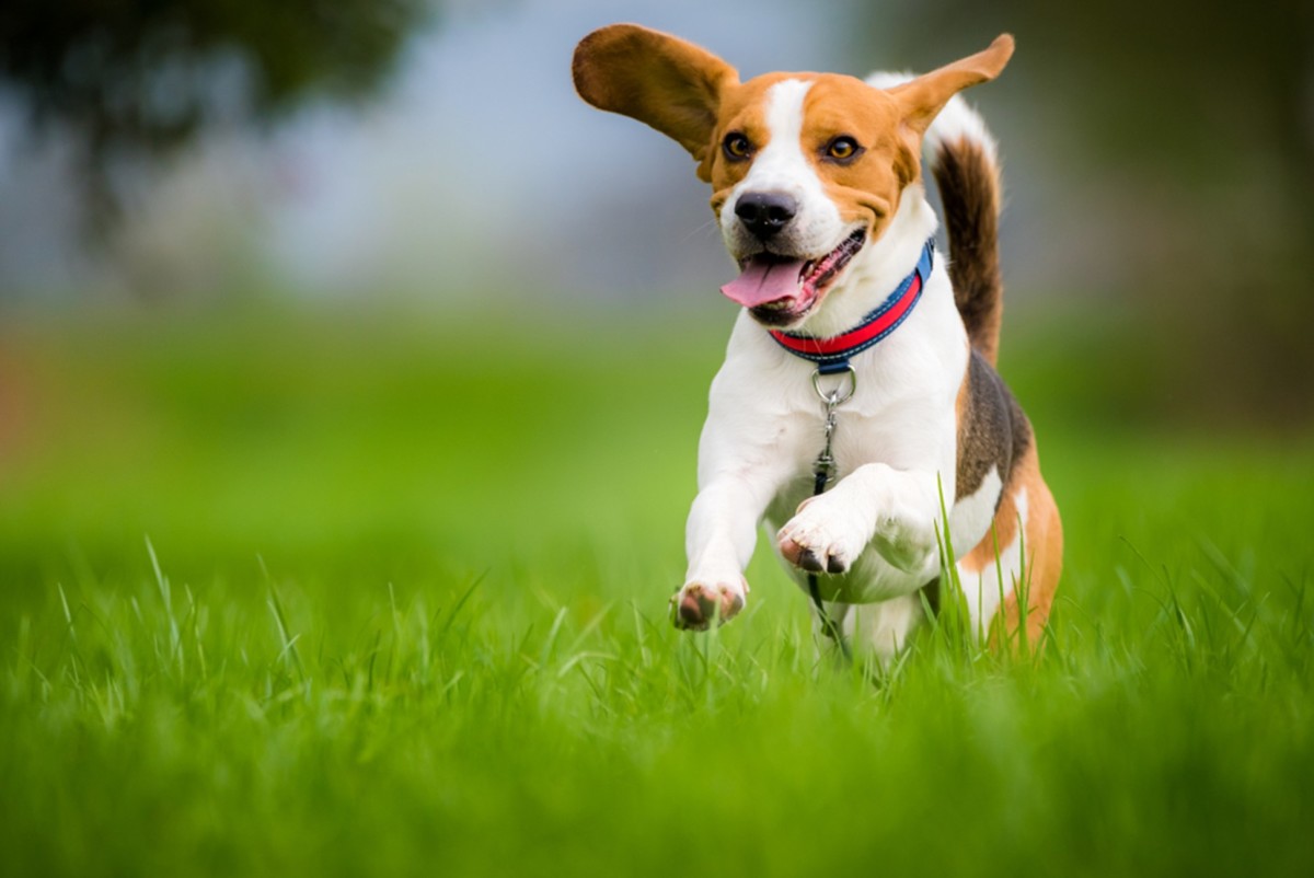 The Best Dog Names For Your Pup's Unique Personality - HubPages