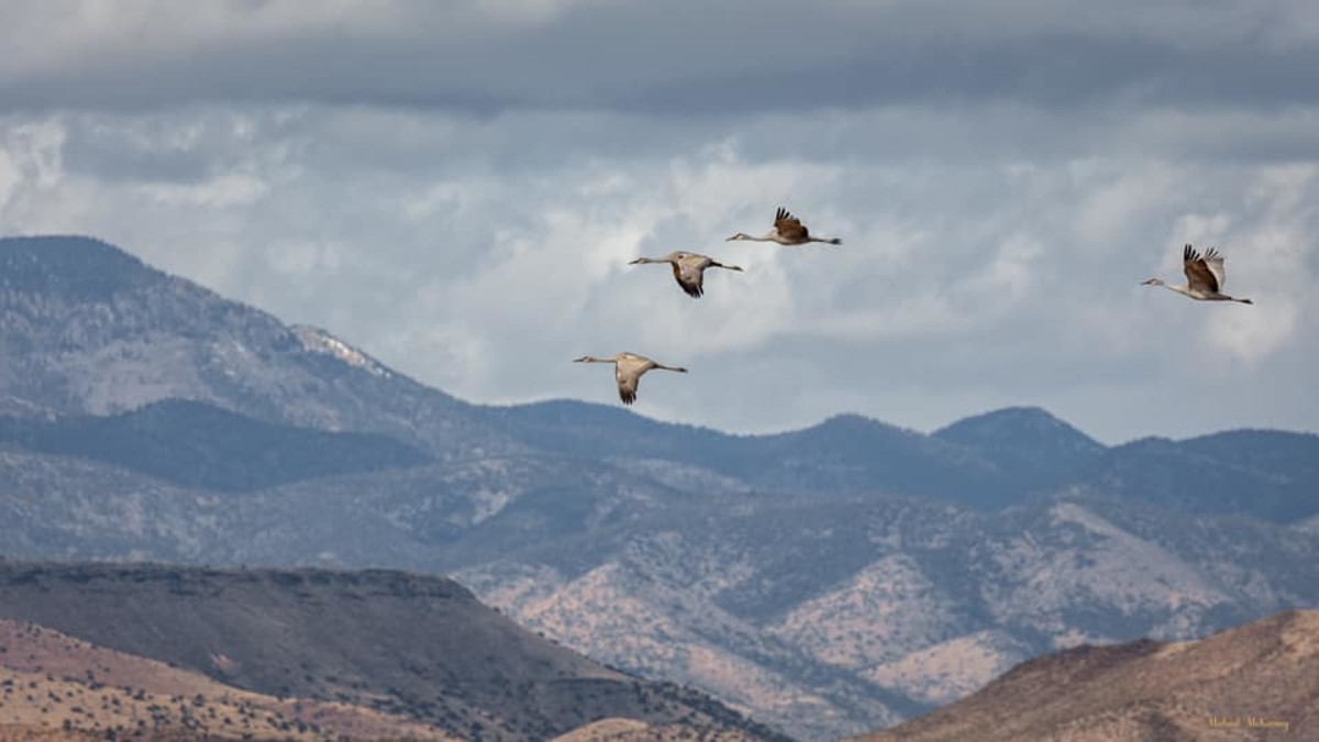 Bosque del Apache: New Mexico's Renowned Wildlife Refuge - HubPages