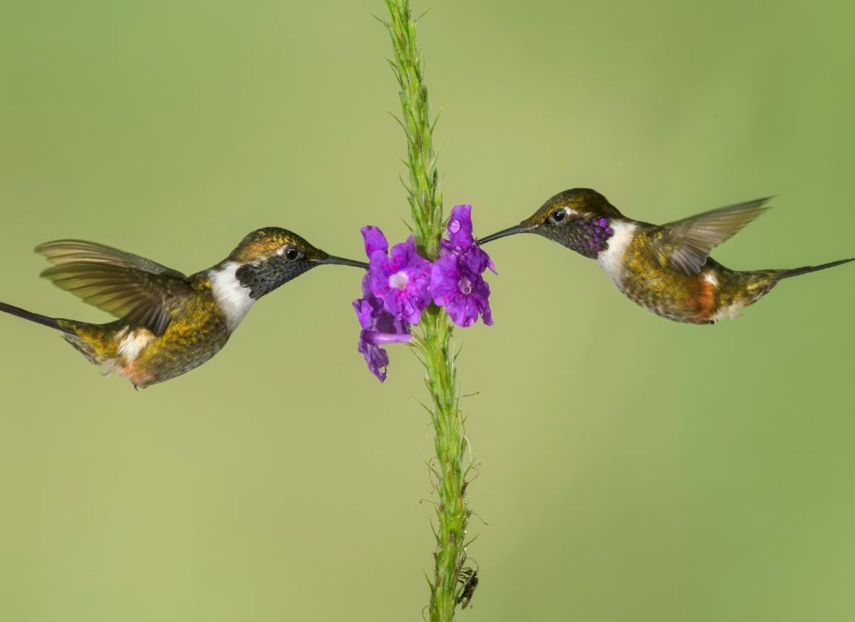 How Many Hummingbirds Die During Migration? - HubPages