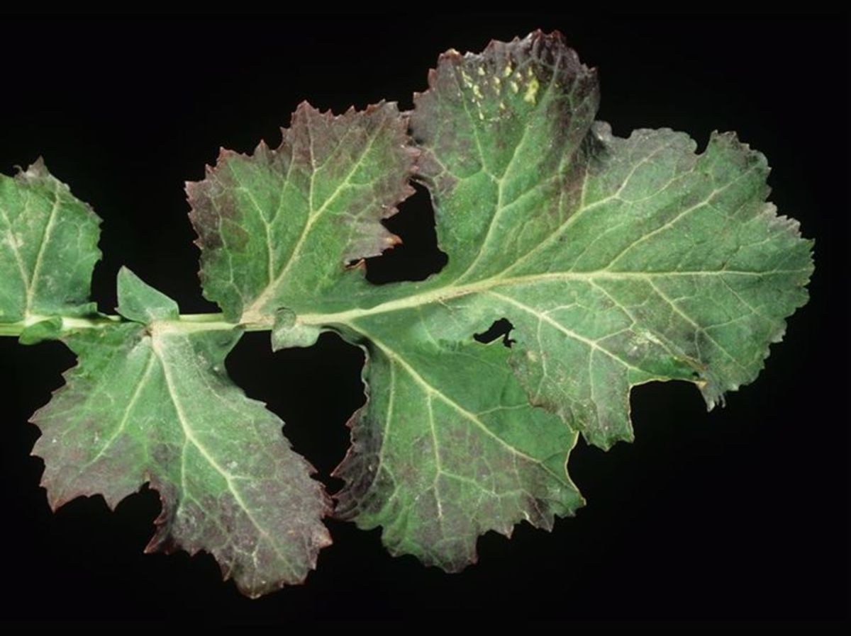 How to Identify and Correct Nutrient Deficiencies in Plants - HubPages