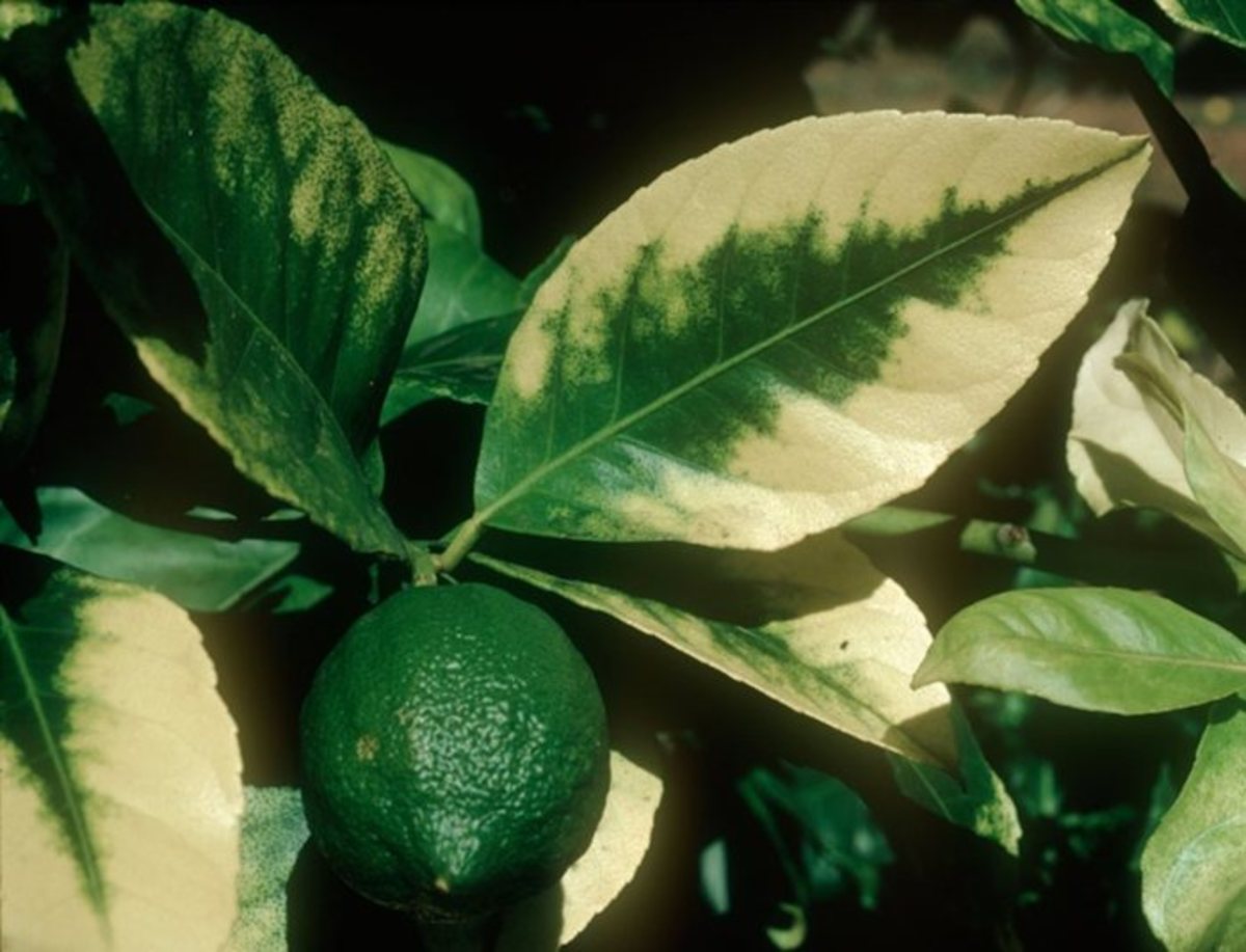 How to Identify and Correct Nutrient Deficiencies in Plants - HubPages