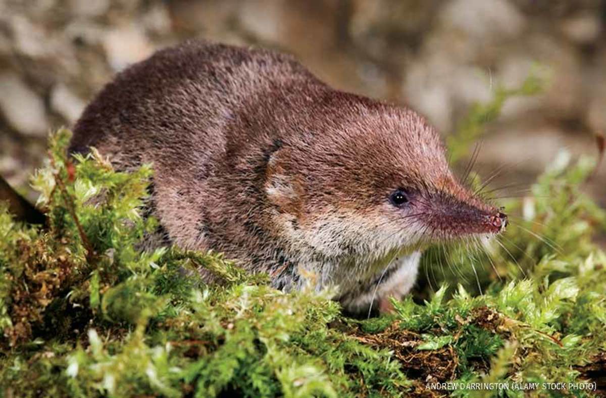 Interesting Characteristics of the Tiny Red-Toothed Shrew - HubPages