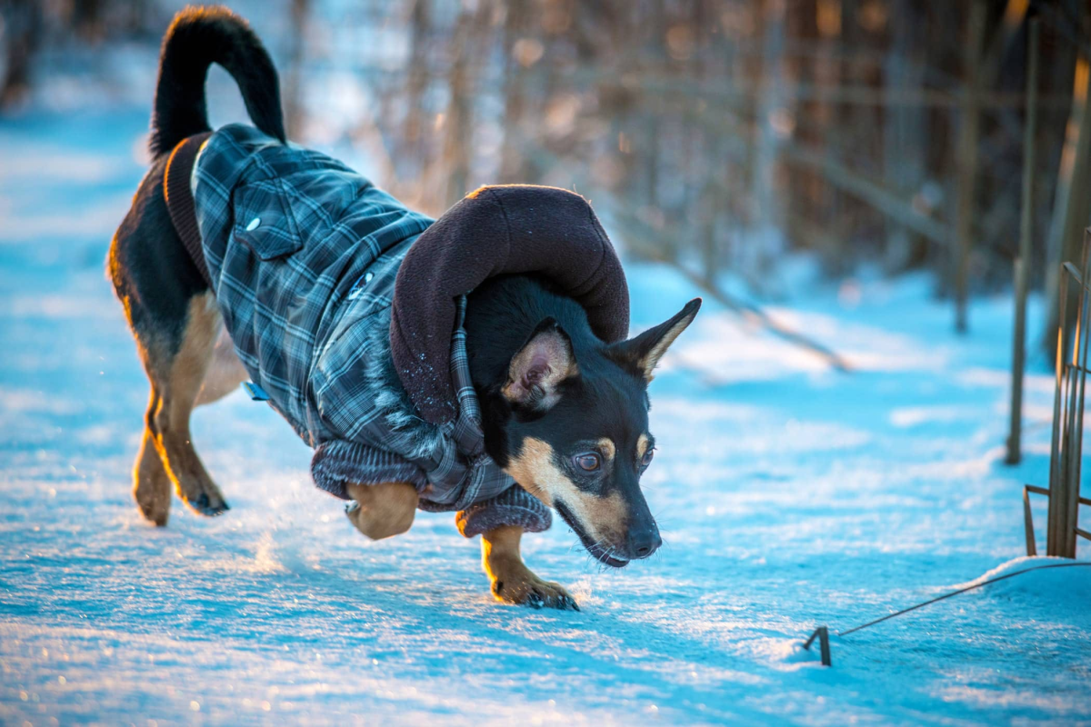 Keeping Your Furry Friend Warm and Healthy During the Chilly Winter ...