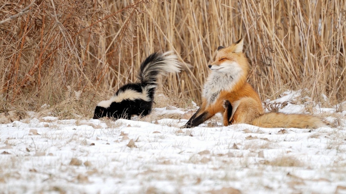 Why Humans and Animal Predators Avoid Cute and Gentle Skunks - HubPages