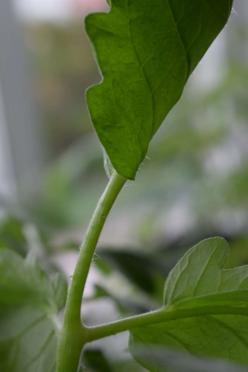Why Understanding Basic Plant Anatomy Is Essential for Gardeners - HubPages
