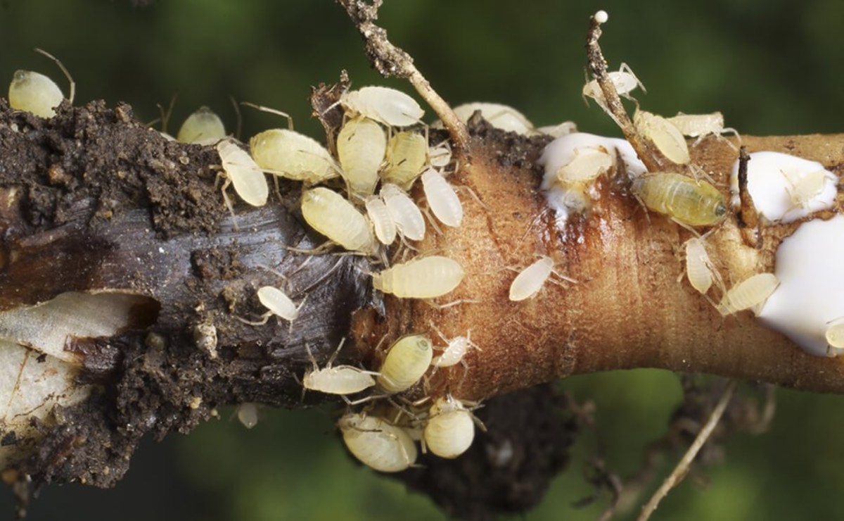 Four Root and Stem Disorders in Plants: Causes, Symptoms and Prevention ...