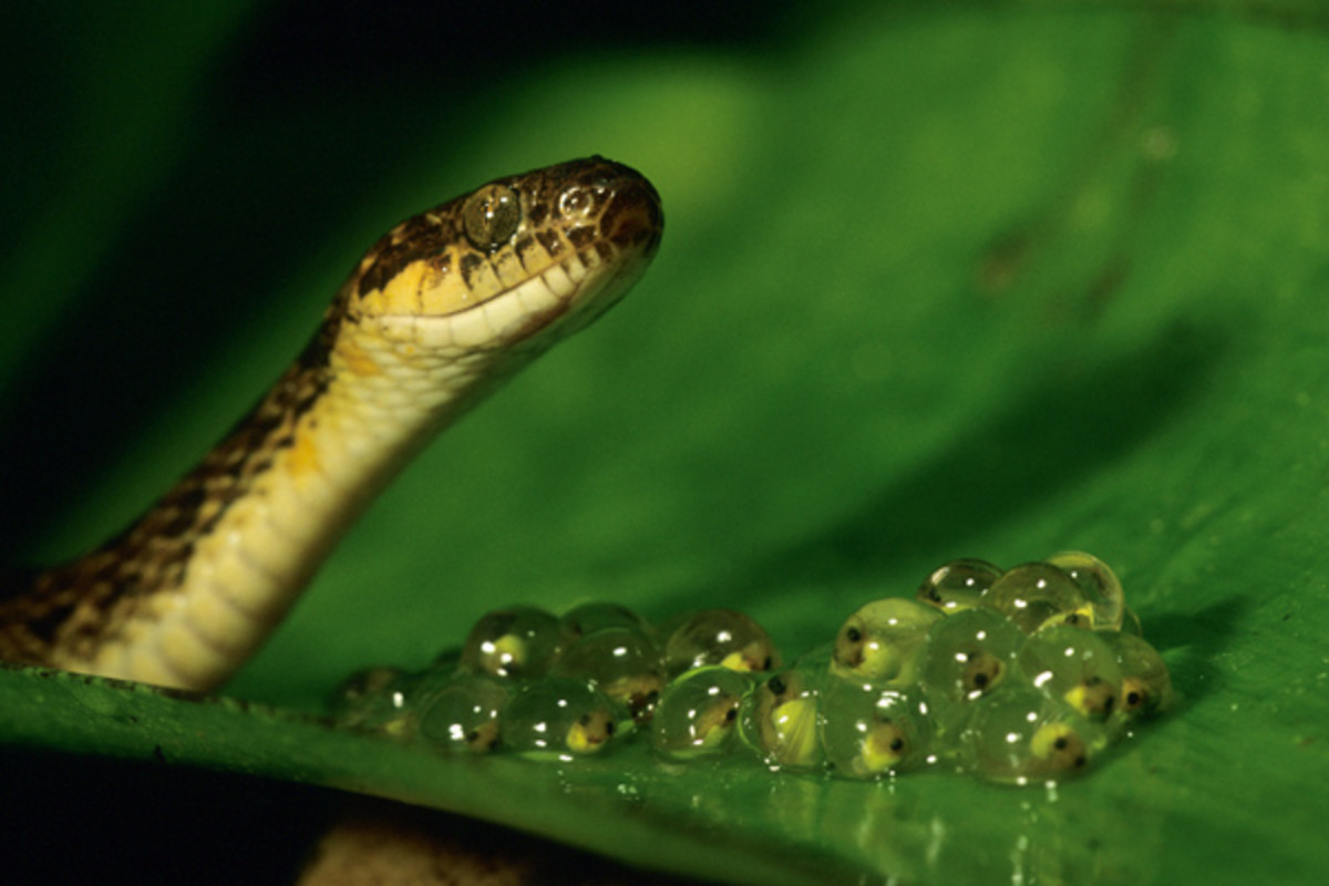 All About the Chameleon-Like Red-Eyed Tree Frog - HubPages