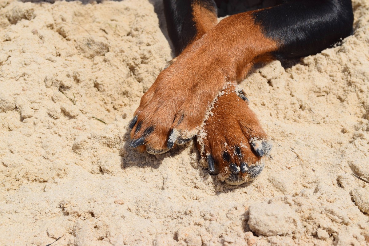 How to Become a Dog - HubPages